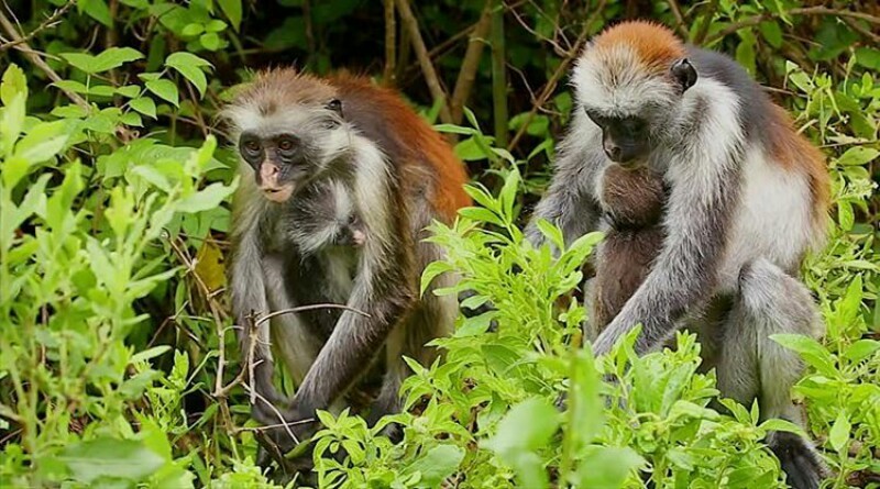 Jozani Forest: An Interesting Place to Visit in Zanzibar | Kichanga Lodge